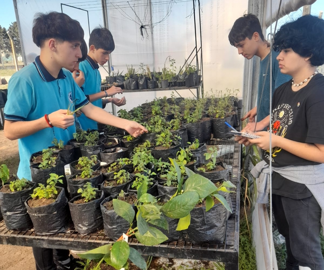 Buscan promover el cultivo de la peperina por fuera de su entorno ...